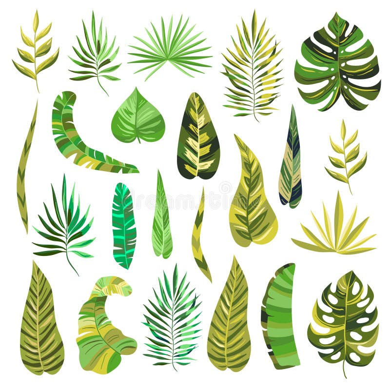 Foglie E Rami Tropicali Di Estate Di Vettore Illustrazione Vettoriale ...