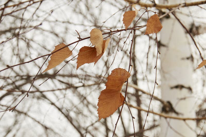 Foglie secche immagine stock. Immagine di molla, neve - 84462837