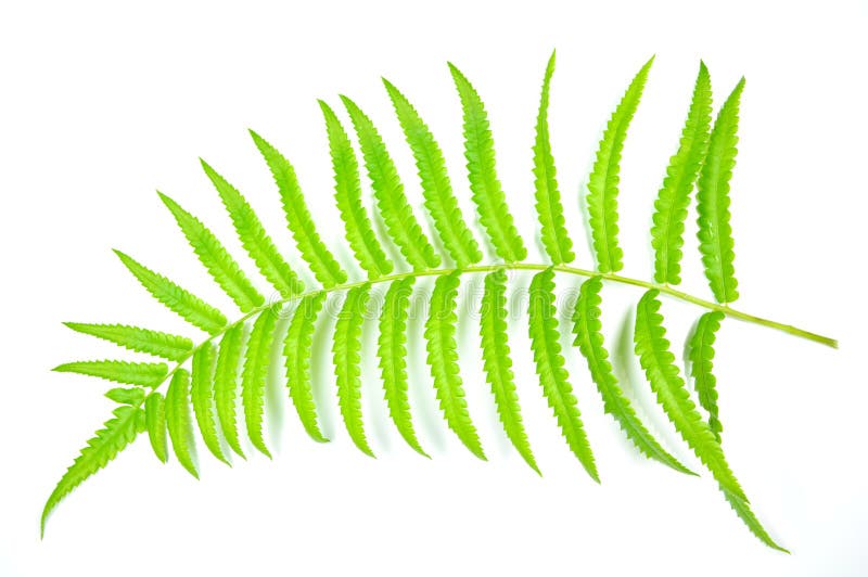 Fronda di felce immagine stock. Immagine di botanica - 15324577