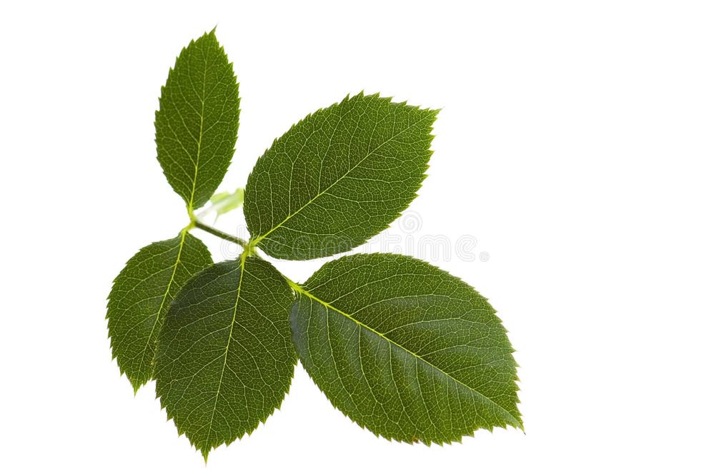 Foglio della Rosa immagine stock. Immagine di invito - 10977871