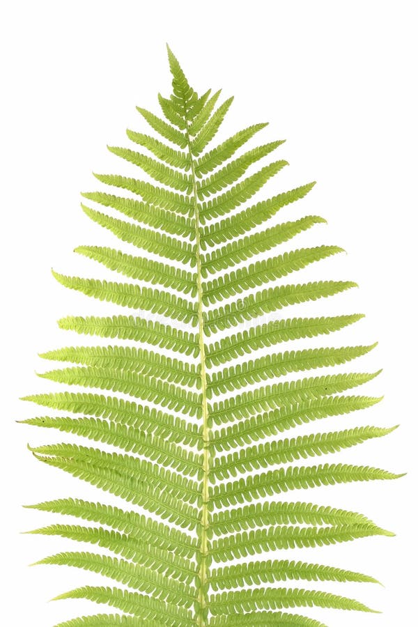 Foglia di felce e fiore immagine stock. Immagine di isolato - 12532189