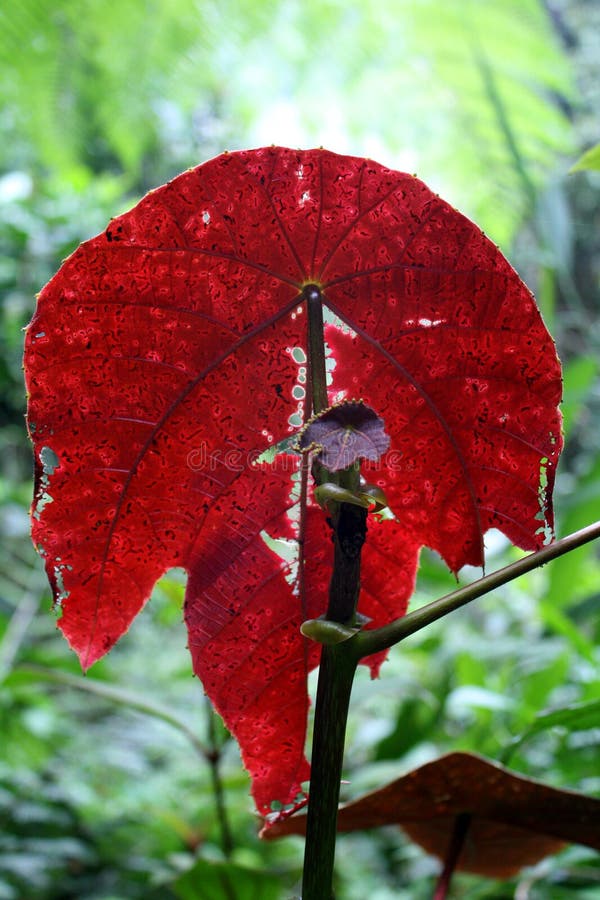 Foglio rosso immagine stock. Immagine di collina, muschio - 12824581