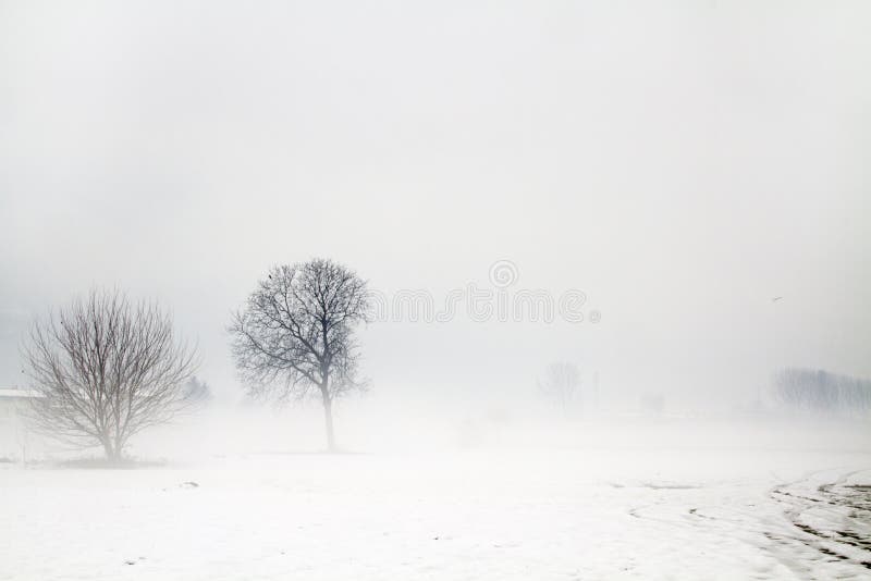 Fogy stock photo. Image of sbucareprato, snowpack, altofusto - 17418654