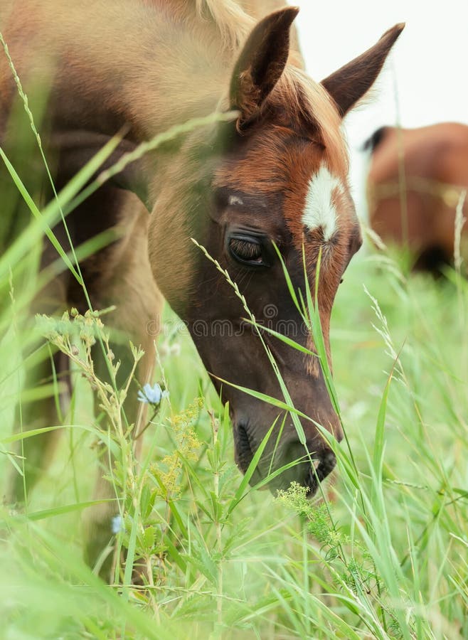 Fohlen, Das Gras an Der Weide Isst Abschluss Oben Stockbild - Bild von ...