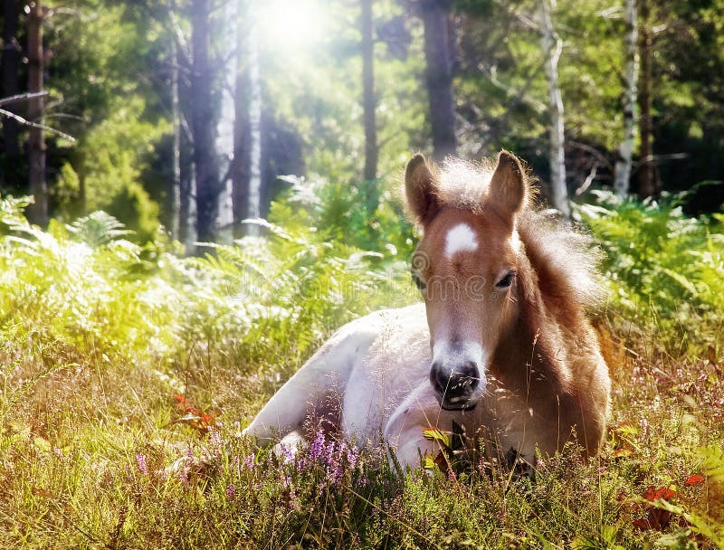 Unten Liegen Fohlen an Der Alpinen Wiese Stockfoto - Bild von tier ...