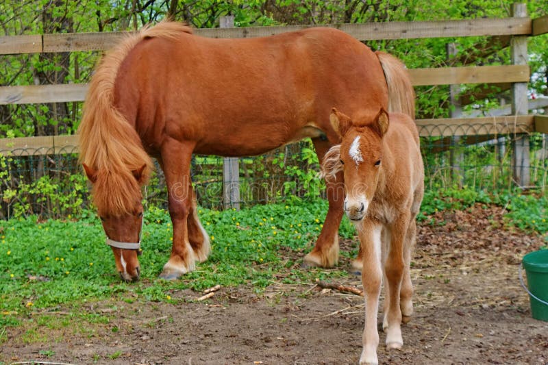 Fohlen Mit Elternteilpferden Stockbild - Bild von nahrung, nave: 30837987