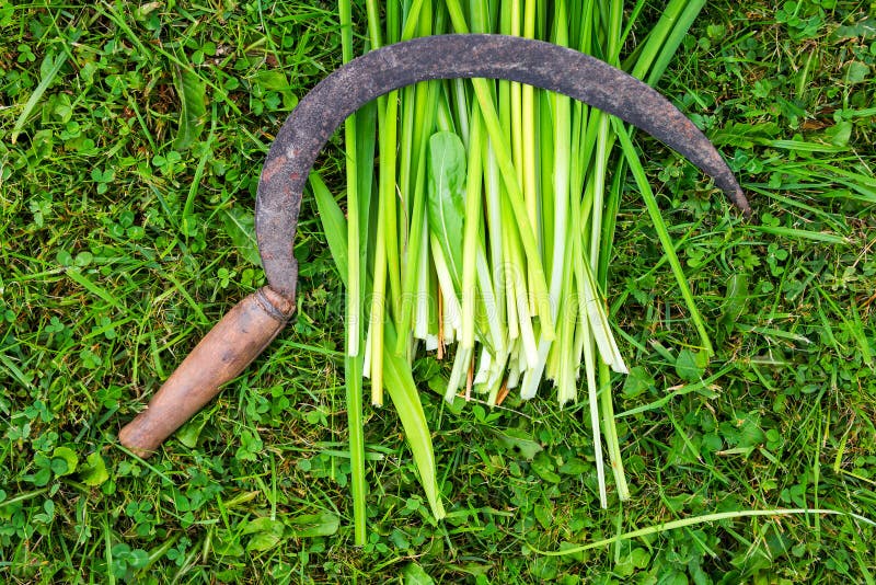 A Foice Com Uma Planta Do Corte Encontra-se Na Grama De Cima De Foto de ...