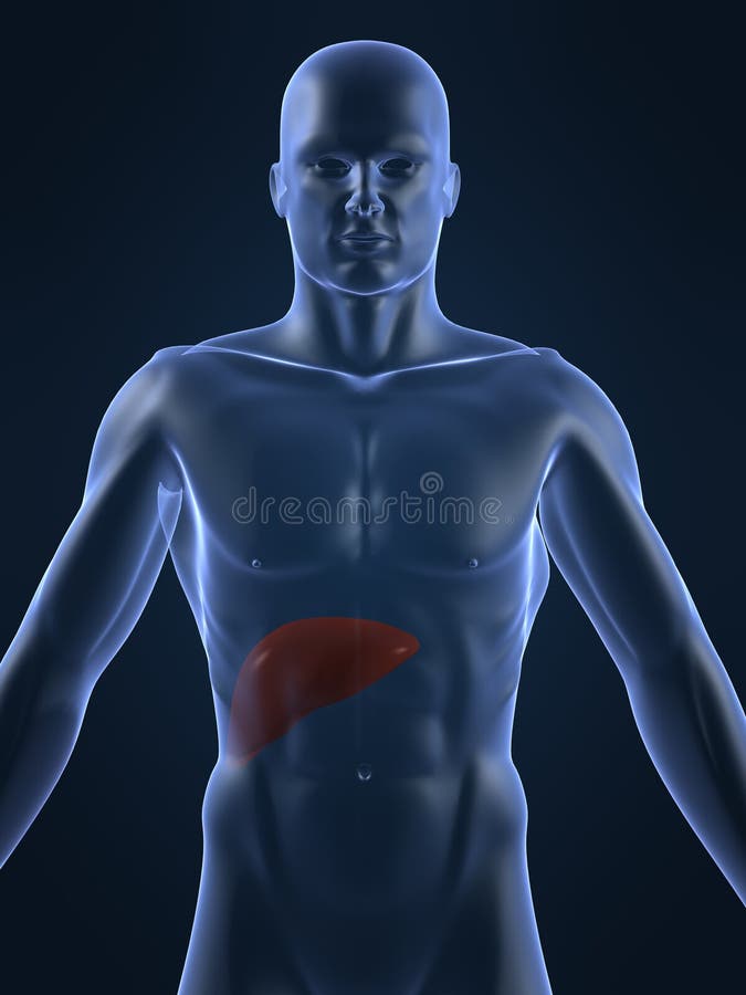 Rate humaine illustration stock. Illustration du science - 11734615