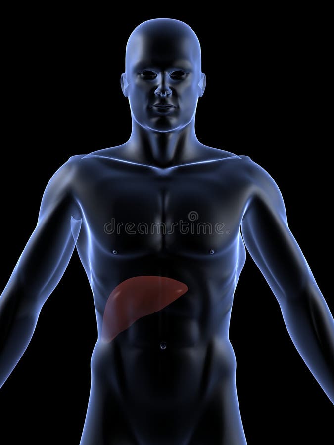 Foie humain illustration stock. Illustration du physiologie - 1605790