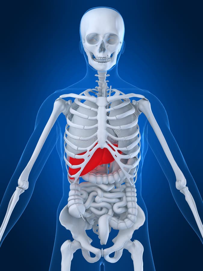 Foie humain illustration stock. Illustration du intestin - 4196667