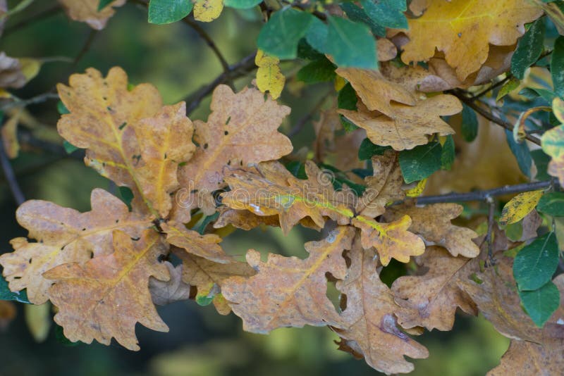 Foilage in fall stock photo. Image of background, color - 103122440