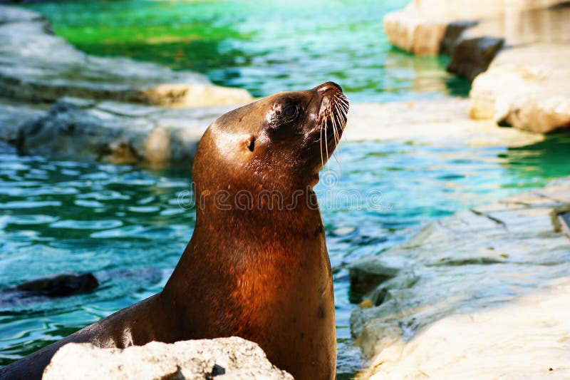 Foka obraz stock. Obraz złożonej z pływanie, migreny - 15858047