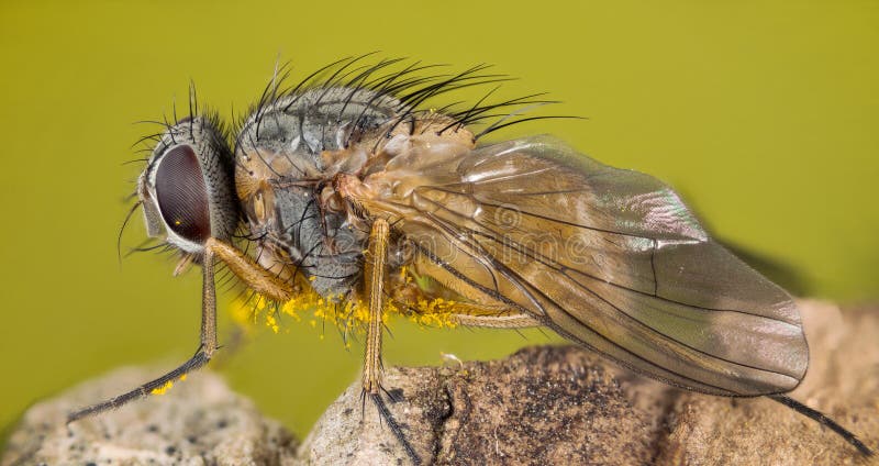 Fokus-Stapeln - Fliege, Fliegen Stockbild - Bild von porträt, blume ...
