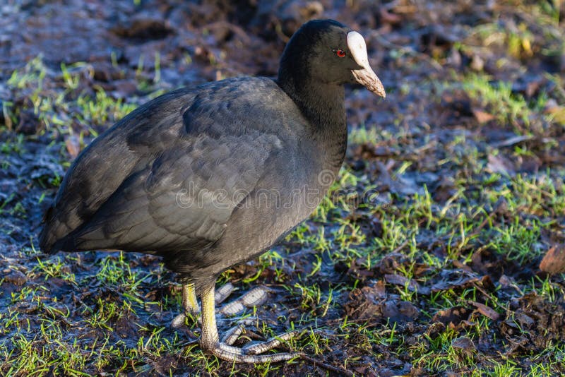 Atra Euroasiatico Del Fulica Della Folaga Fotografia Stock - Immagine ...