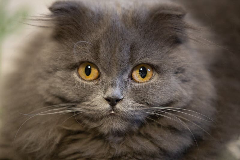 Blue Cat Head stock image. Image of cute, folding, head - 134928435