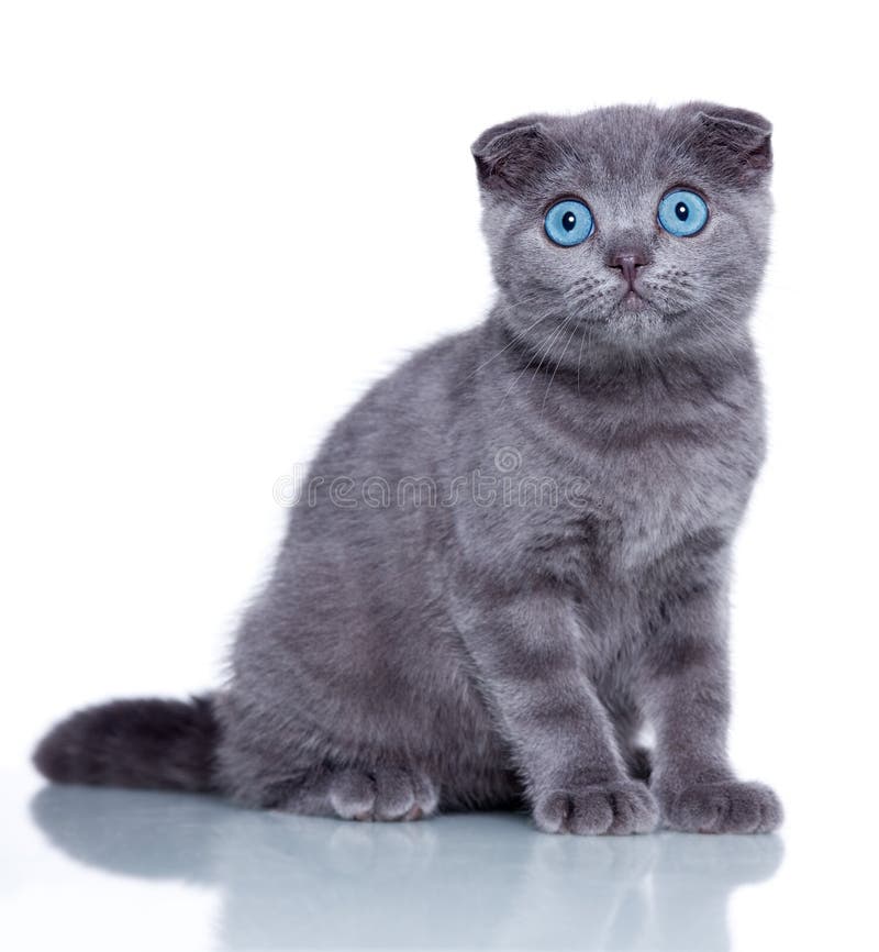 Fold kitten stock photo. Image of purebred, shot, small - 21593242
