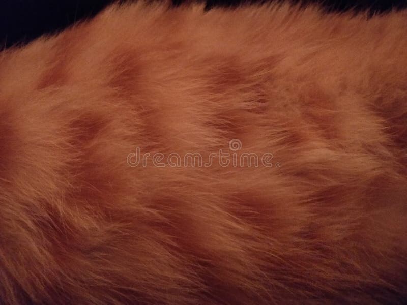 Ginger cat fur stock image. Image of kitten, ginger - 132905503