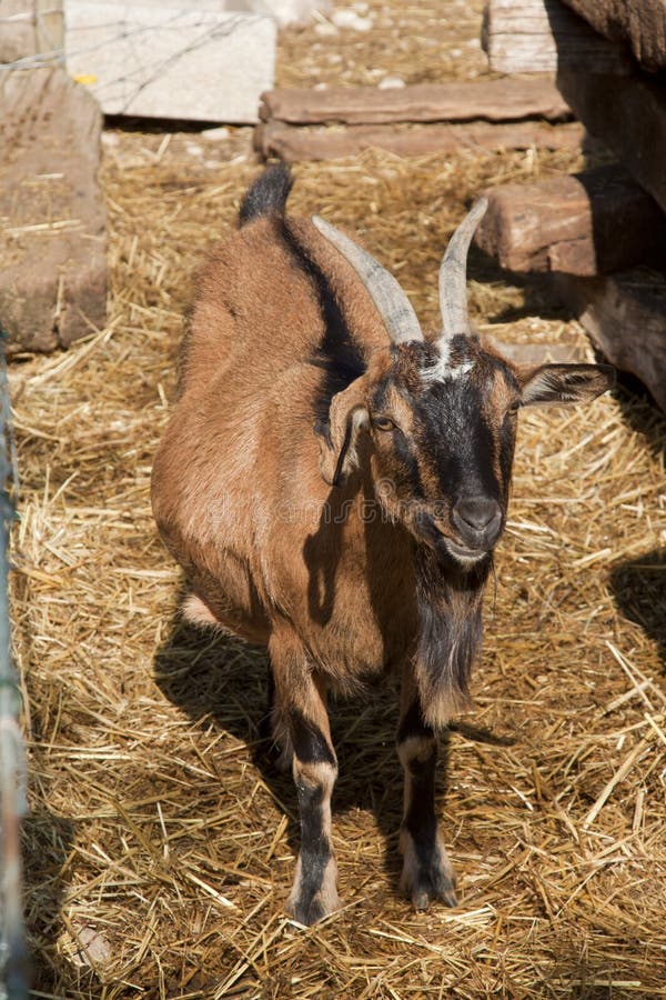 Fold with several goats stock image. Image of graze, agriculture - 78989803