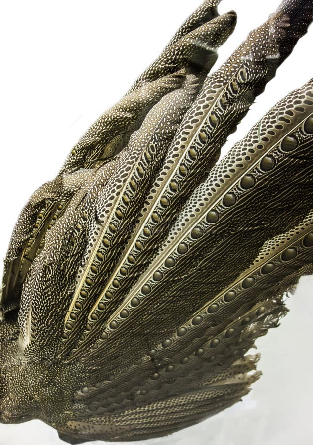 Folded Argus Pheasant Tail Feathers Stock Image - Image of great ...