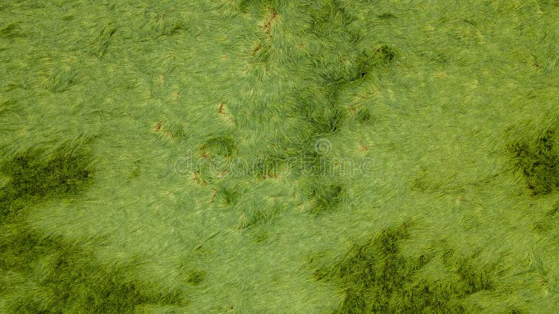 Folded Field Grass after Heavy Rain. Stock Image - Image of outdoor ...