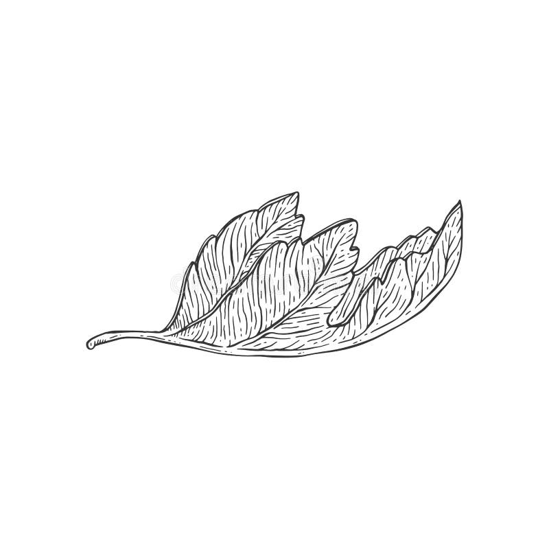 Folded Leaf of Fig Tree in Hand Drawn Sketch Vector Illustration ...