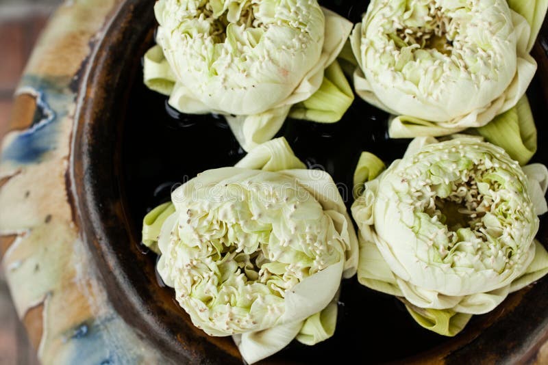 Folded lotus. stock photo. Image of nature, buddha, fresh - 97456534