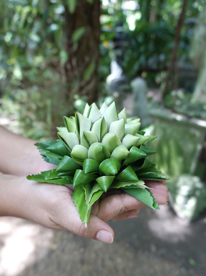 Flower from pandan leaves stock photo. Image of leaves - 46359862