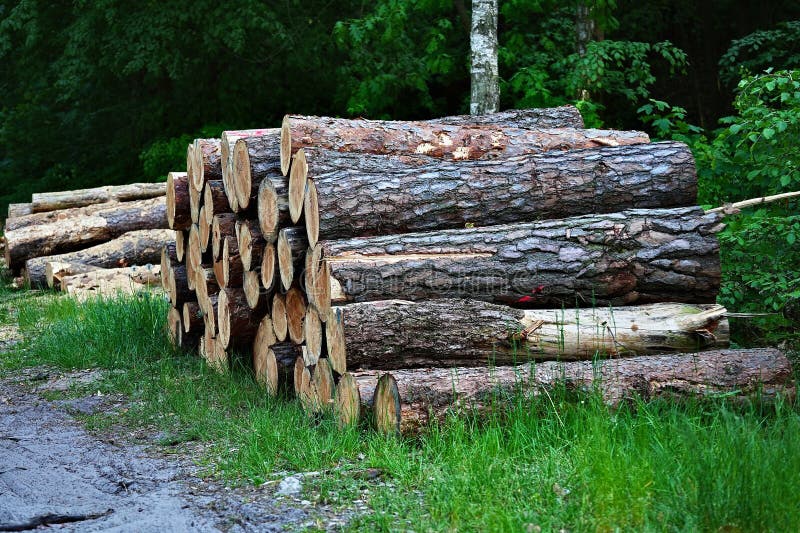Folded Softwood Logs for Logging Against Green Grass Stock Photo ...