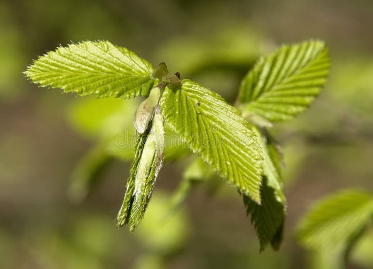 Folded spring leaves stock image. Image of spring, flat - 23288217