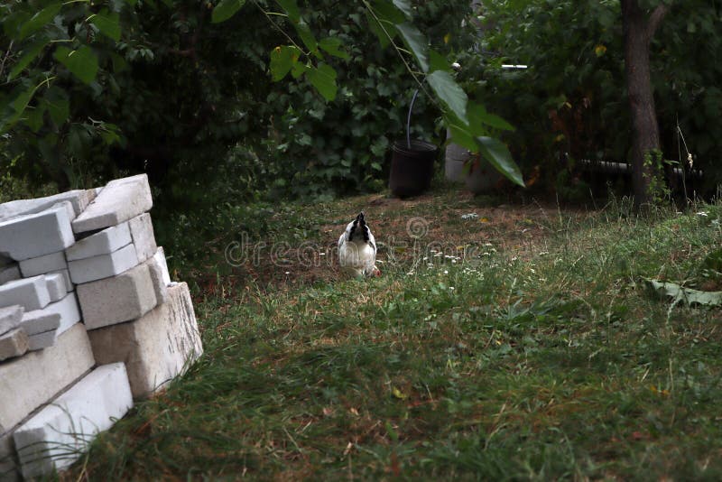 Free Native Collage Stock Photos - Free & Royalty-Free Stock Photos ...