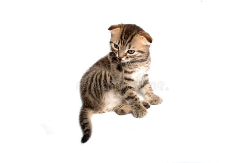 Folding cat stock image. Image of vertebrate, camera - 106375187