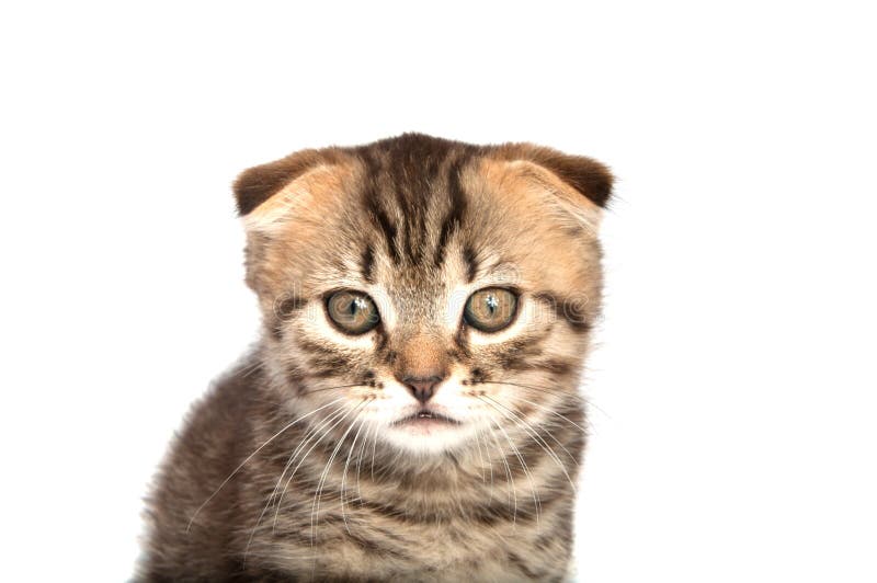 Folding cat isolated stock image. Image of young, vertebrate - 106593565