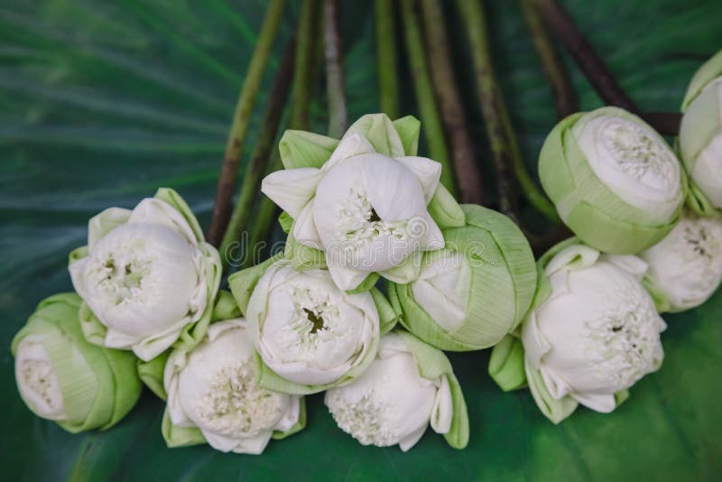 Folding Lotus in Thai Style Stock Photo - Image of religion, lily ...