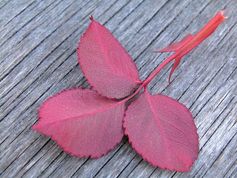 Textura da folha de Rosa foto de stock. Imagem de listrado - 13625836