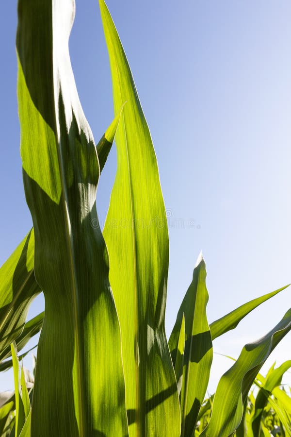 Folha Bonita Verde Do Milho Foto de Stock - Imagem de exterior ...