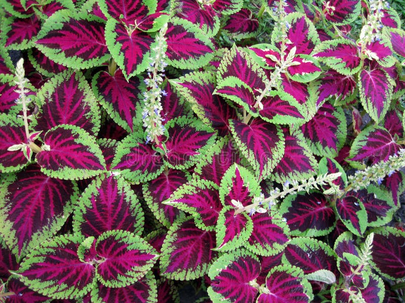 Folhagem colorida imagem de stock. Imagem de vista, folhagem - 26656421