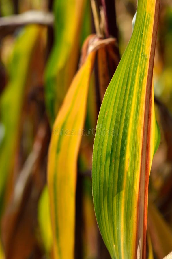 Folha do milho foto de stock. Imagem de ensolarado, nave - 5566702