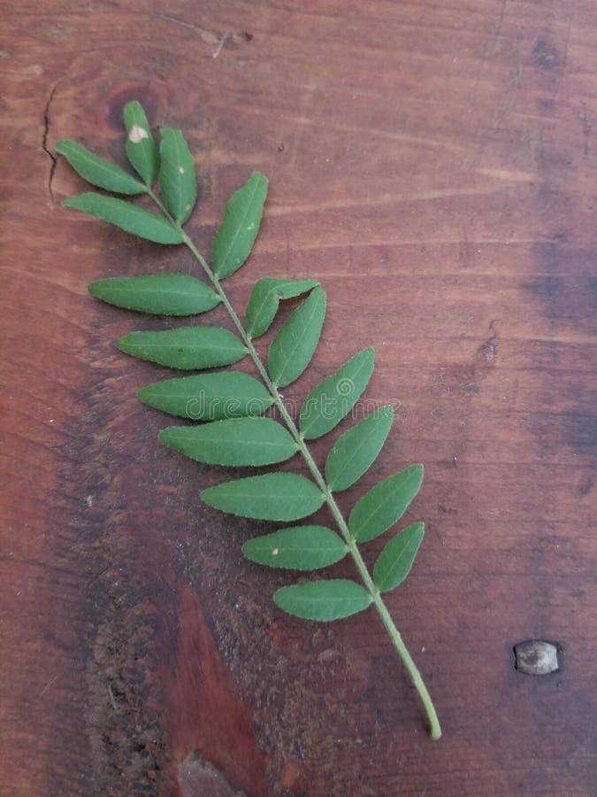 A folha composta foto de stock. Imagem de fundo, botânica - 74695160
