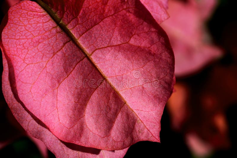 Folha cor-de-rosa imagem de stock. Imagem de macro, vermelho - 5102383