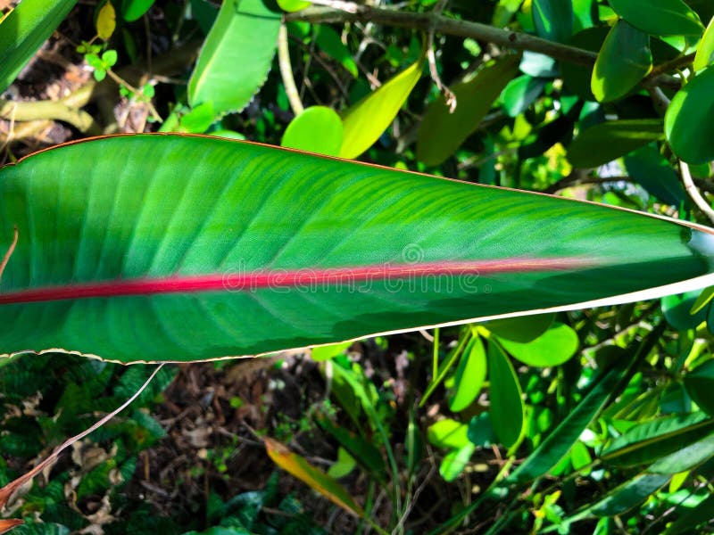 Grande Planta Carnuda Cor-de-rosa Com Folhas Verdes Foto de Stock ...