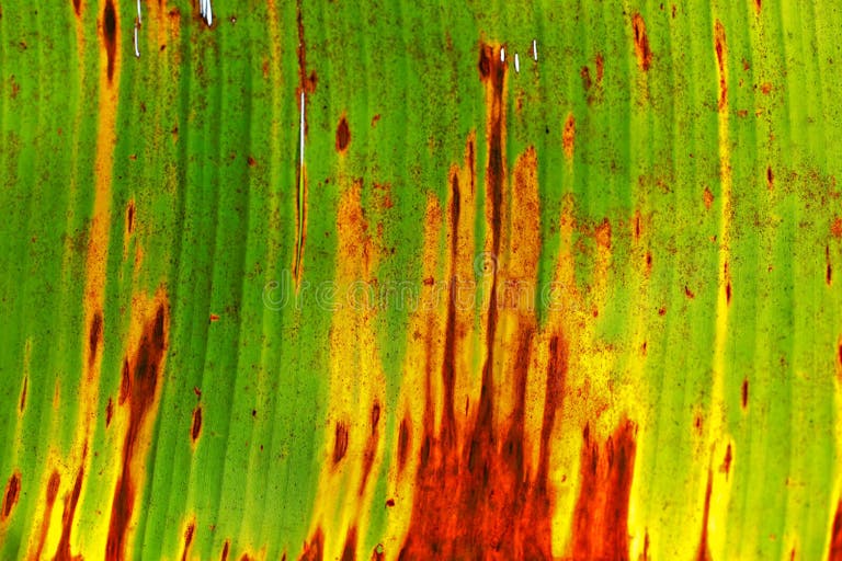 Folha da banana imagem de stock. Imagem de lanche, jarda - 95937139