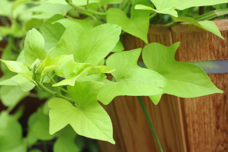 Folha da batata doce foto de stock. Imagem de forma, terra - 33855052