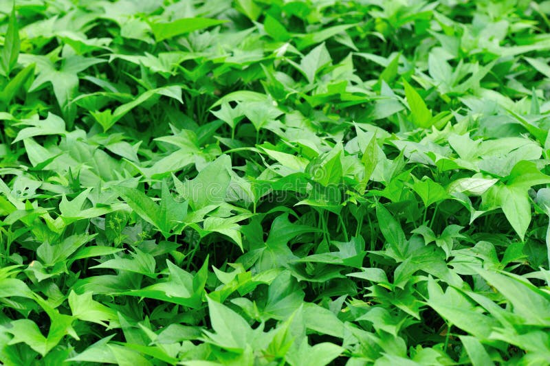 Folha da batata doce foto de stock. Imagem de fazenda - 40315560