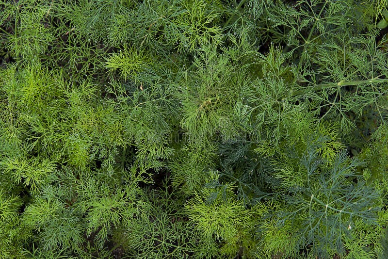 Folha verde da erva-doce imagem de stock. Imagem de frondoso - 9613393