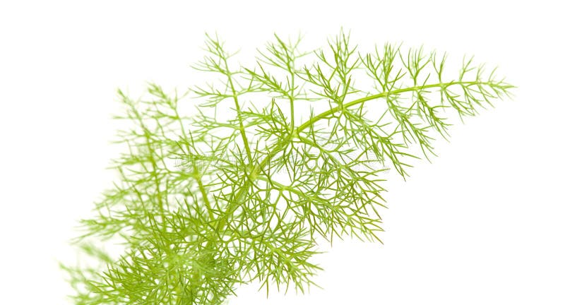 Folha da erva-doce foto de stock. Imagem de nutrientes - 51646918