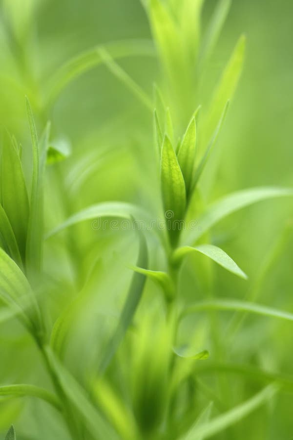 Folha da planta do linho foto de stock. Imagem de campo - 25277898