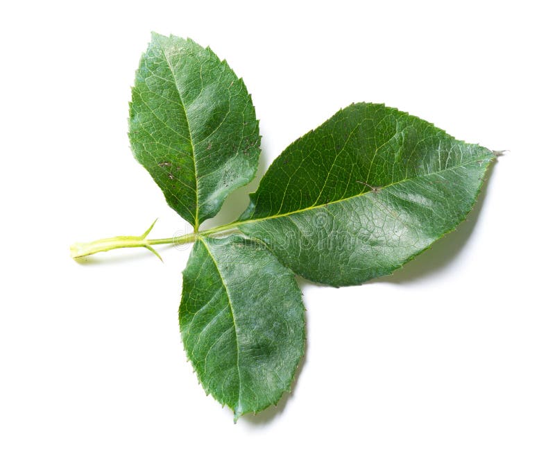 Folha Da Rosa Do Verde Isolada No Branco Imagem de Stock - Imagem de ...