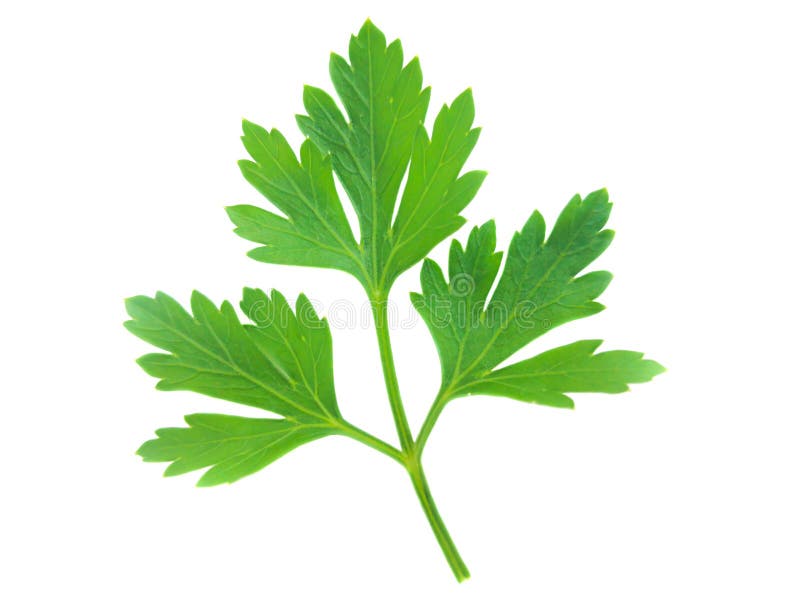 Folha da salsa foto de stock. Imagem de branco, cozinheiro - 119402132
