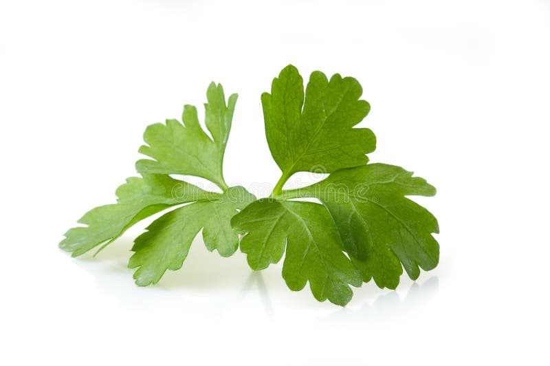 Folha da salsa imagem de stock. Imagem de gastronomia - 14961901
