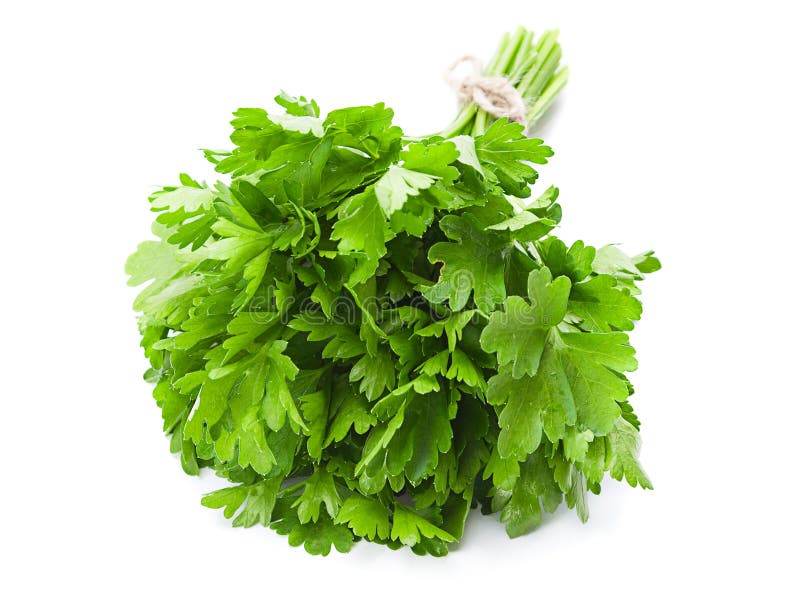 Folha da salsa foto de stock. Imagem de branco, folha - 8580426